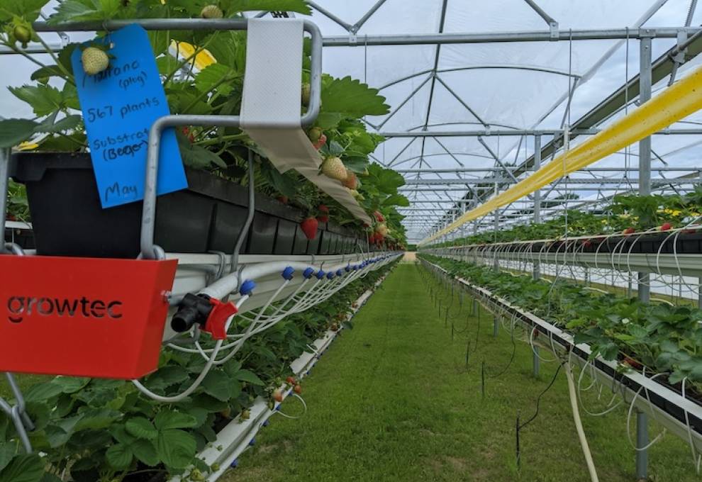 EZ Grow Farms showcases strawberry propagation glasshouse | The Grower